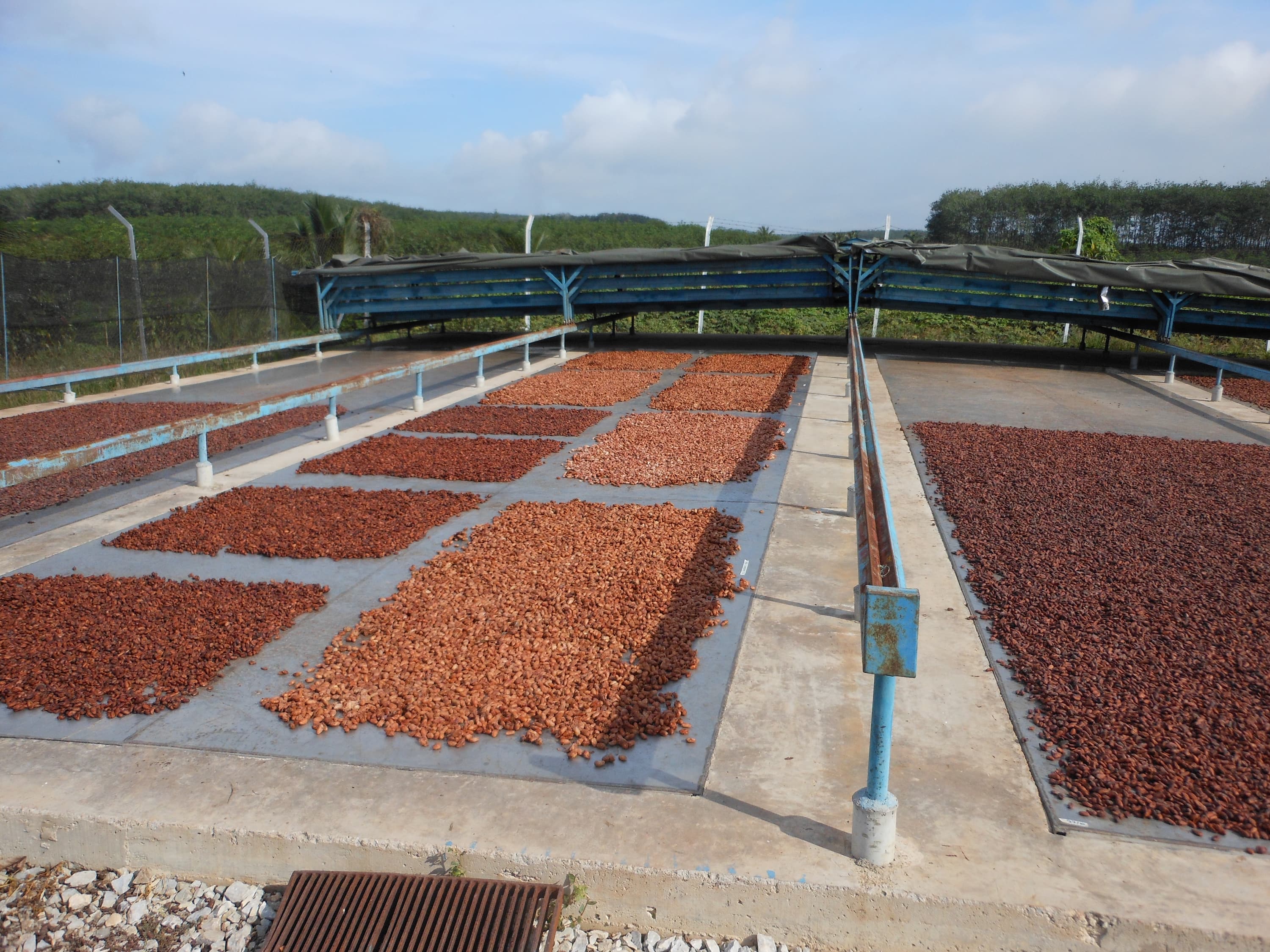 Barry Callebaut, VIB and KU Leuven optimize cocoa fermentation process