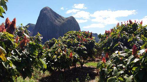 The professionalization of cocoa farming in Brazil
