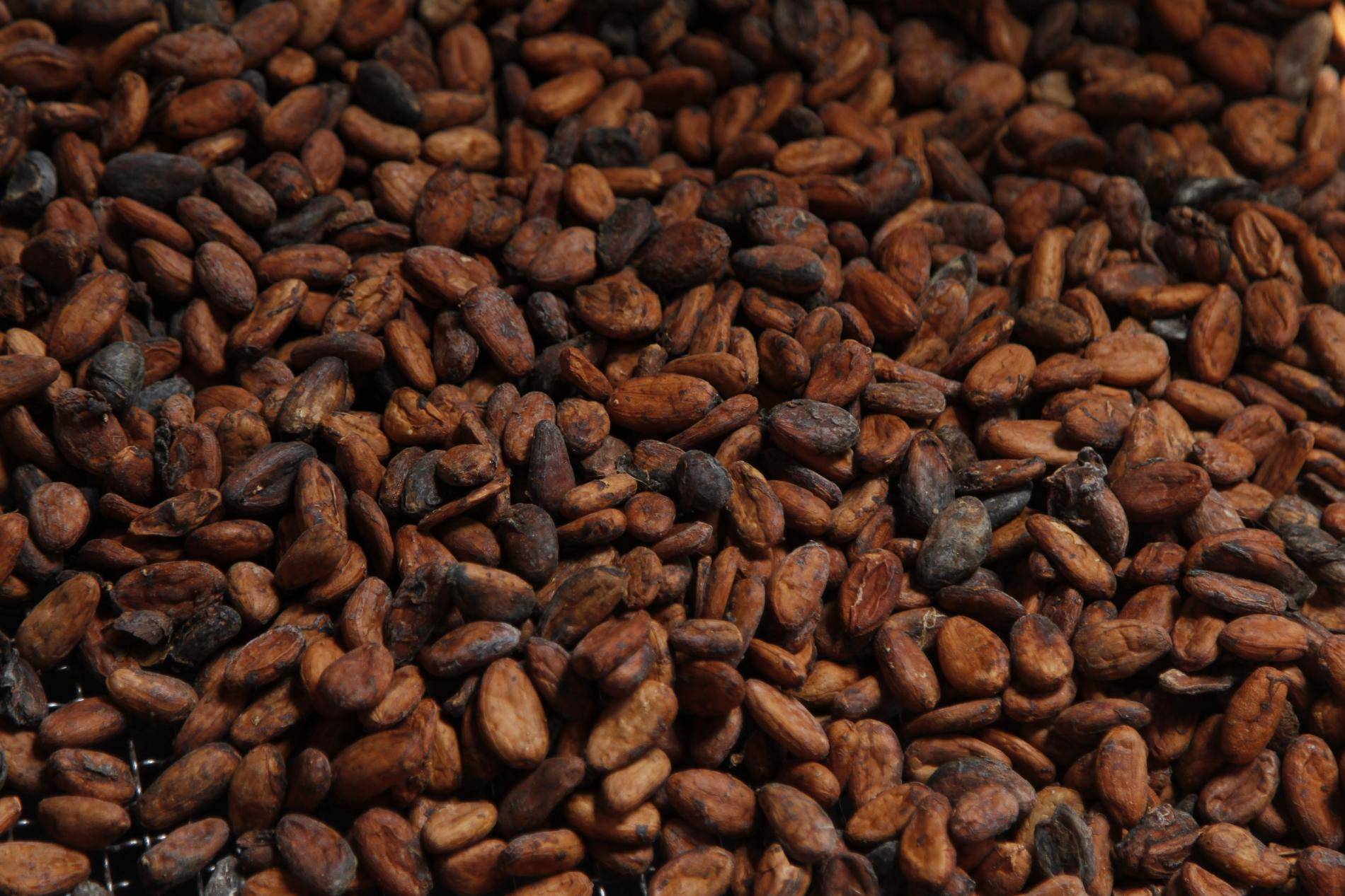 Barry Callebaut and Malaysian Cocoa Board to cooperate