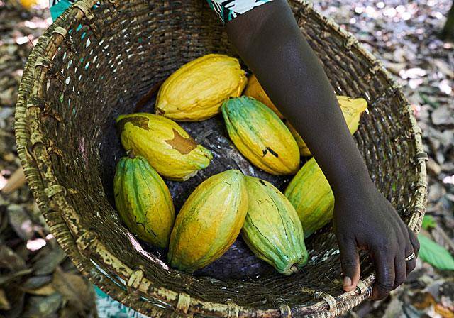 Forever Chocolate **Progress Report** 2018/19