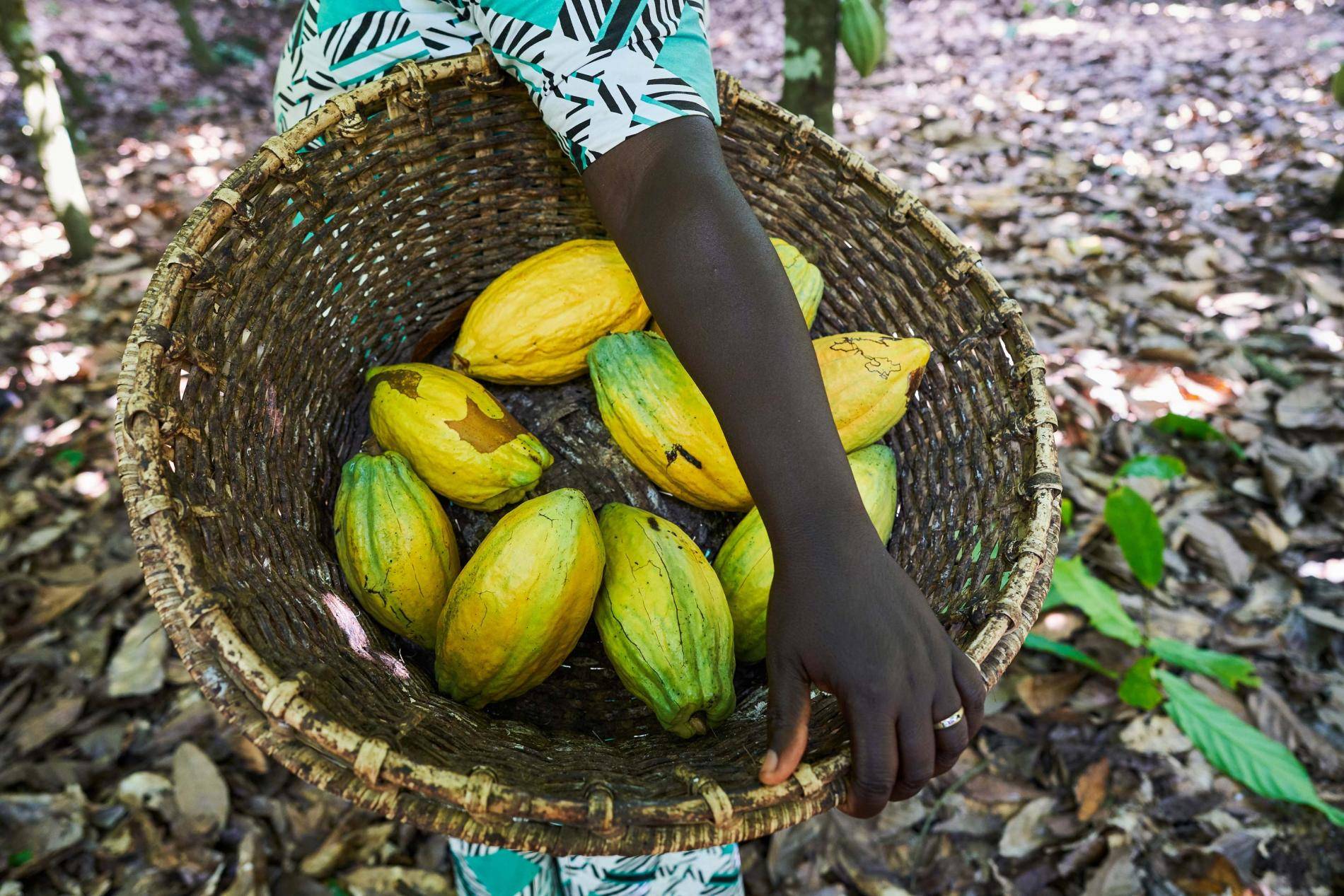 Forever Chocolate - Progress Report | Barry Callebaut