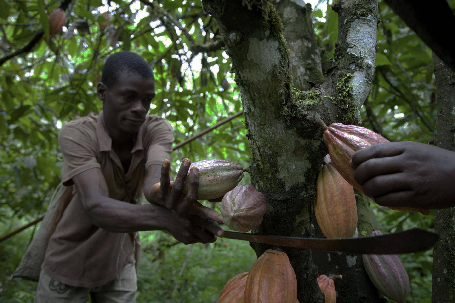 Barry Callebaut and Cameroon intensify support on young cocoa farmers