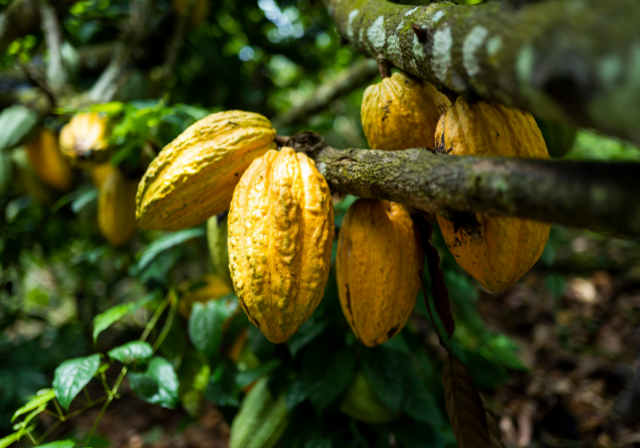 Cocoa Sustainability Guide: Choosing a Program | Barry Callebaut