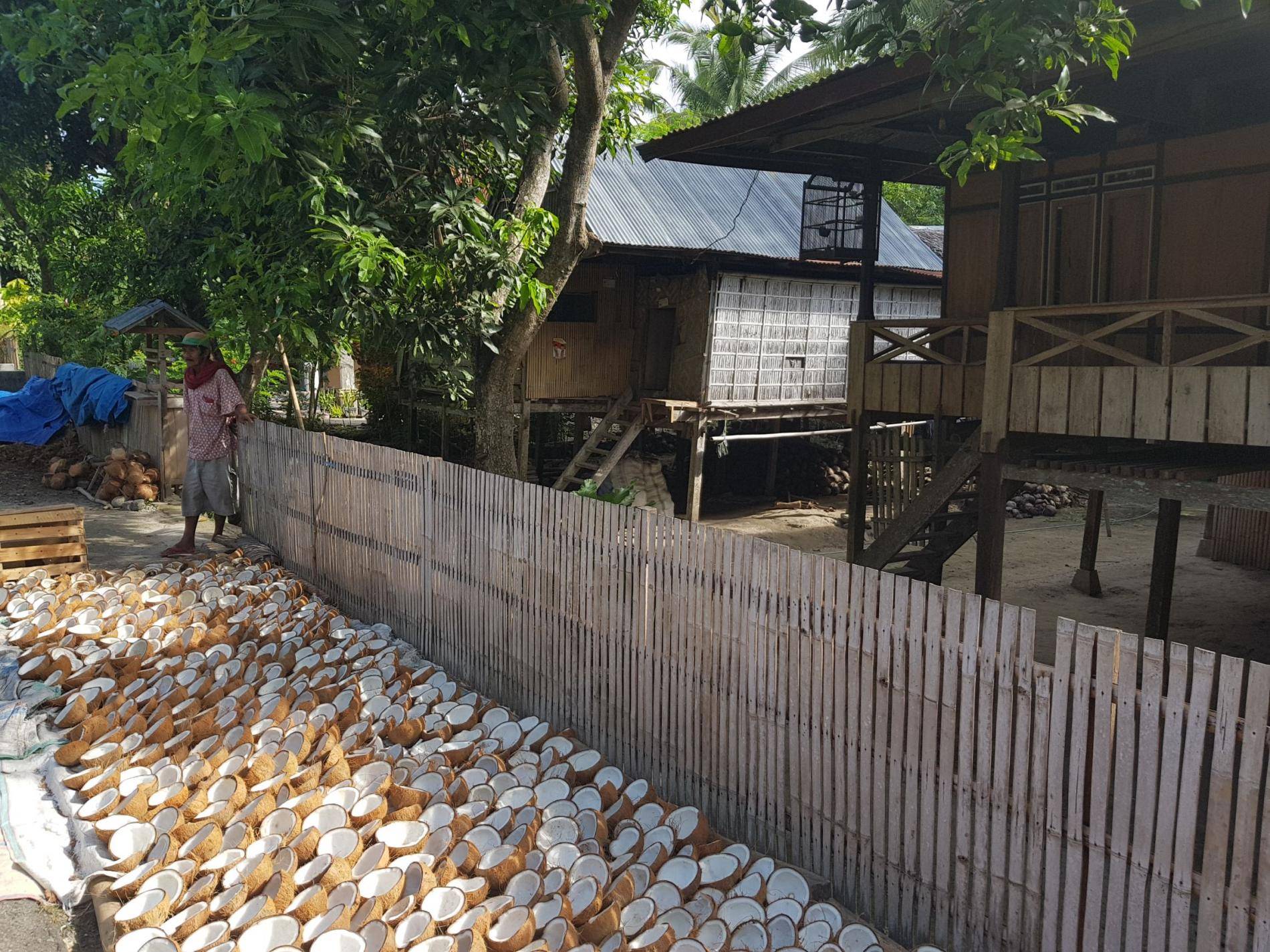 Making sustainable coconuts the norm in chocolate production