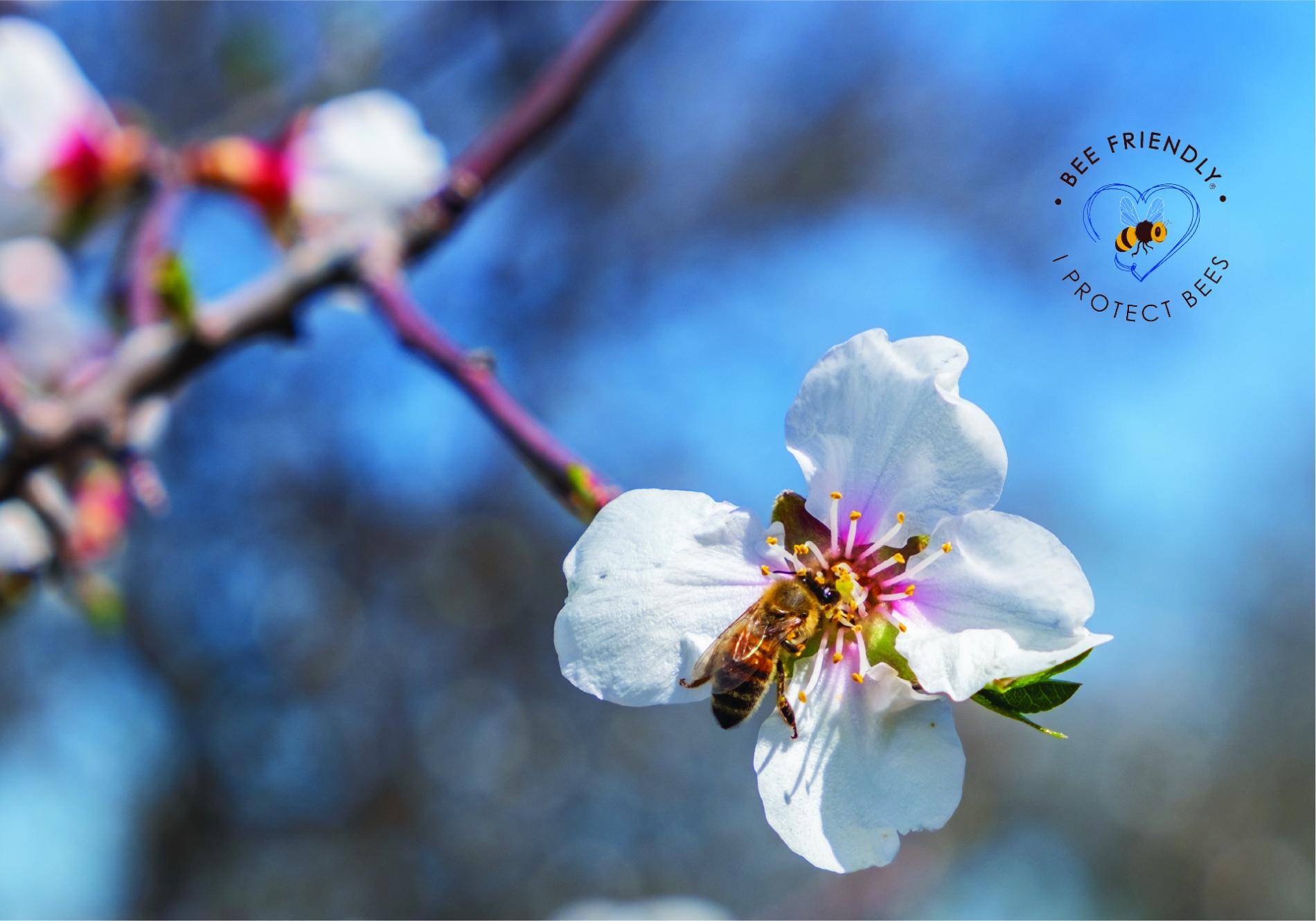 Bee Friendly Certification in La Morella Nuts | La Morella Nuts