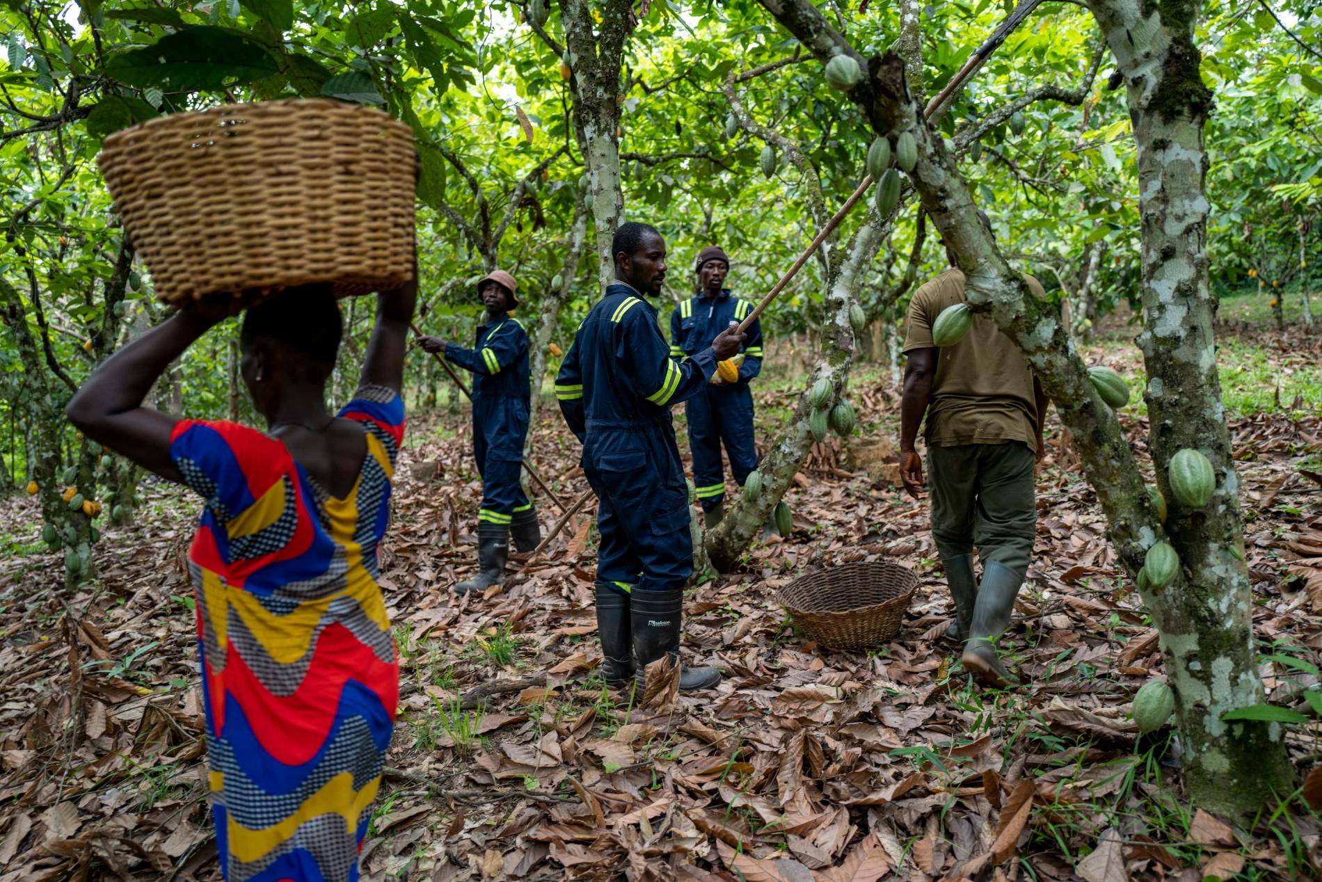 Forever Chocolate Progress Report 2023/24 - Barry Callebaut