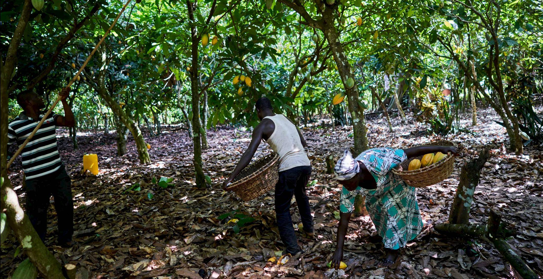 Forever Chocolate - Progress Report 2019/20 | Barry Callebaut