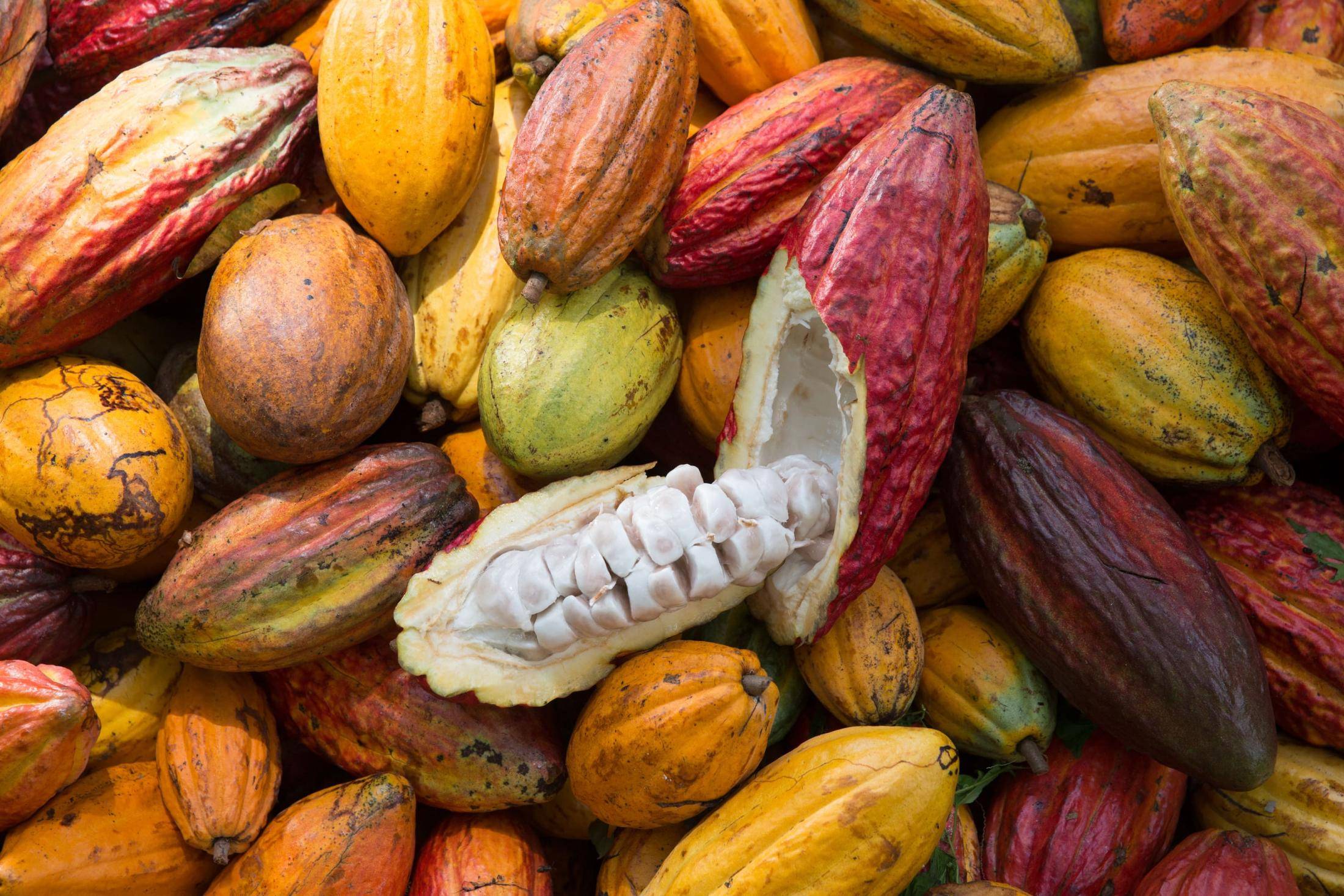 Forever Chocolate Progress Report 2024/25 | Barry Callebaut