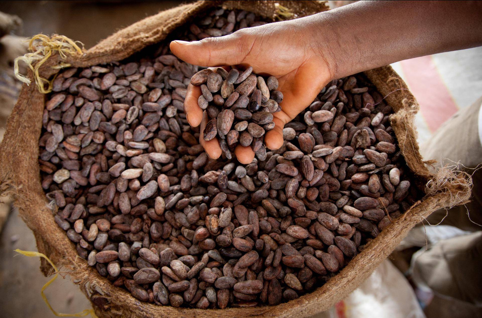Your Ultimate Cocoa Sustainability Guide | Barry Callebaut